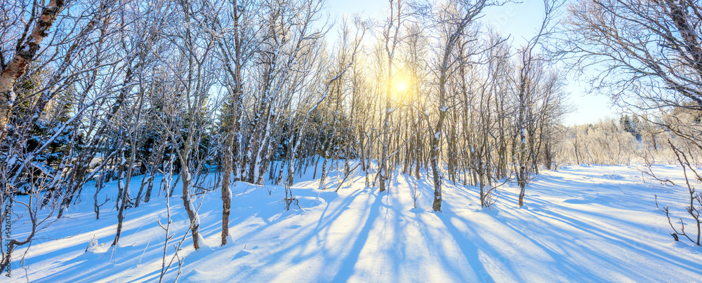 Winter sunny panoramic landscape - snowy forest and real sun. The ...