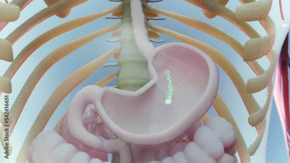 3d animation of the journey of a food through the human digestive ...