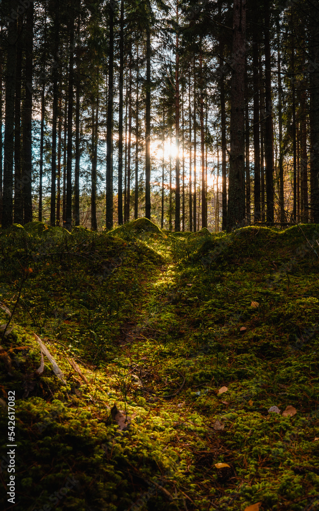 Moody Swedish forest in northern Uppland. The photos are taken during ...
