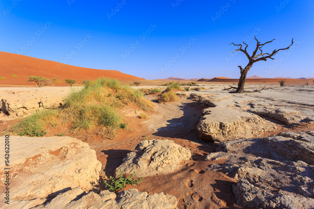 Deadvlei, white clay pan located inside the Namib-Naukluft Park in ...