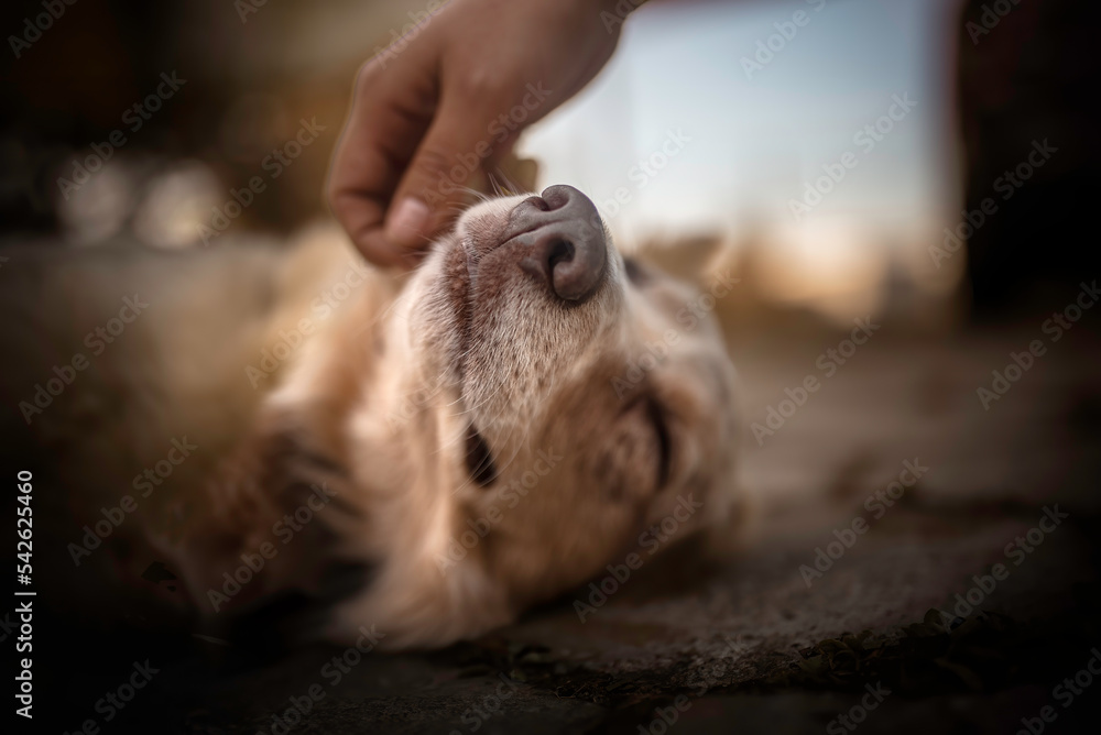 Dog and human hand cuddle Stock Photo | Adobe Stock