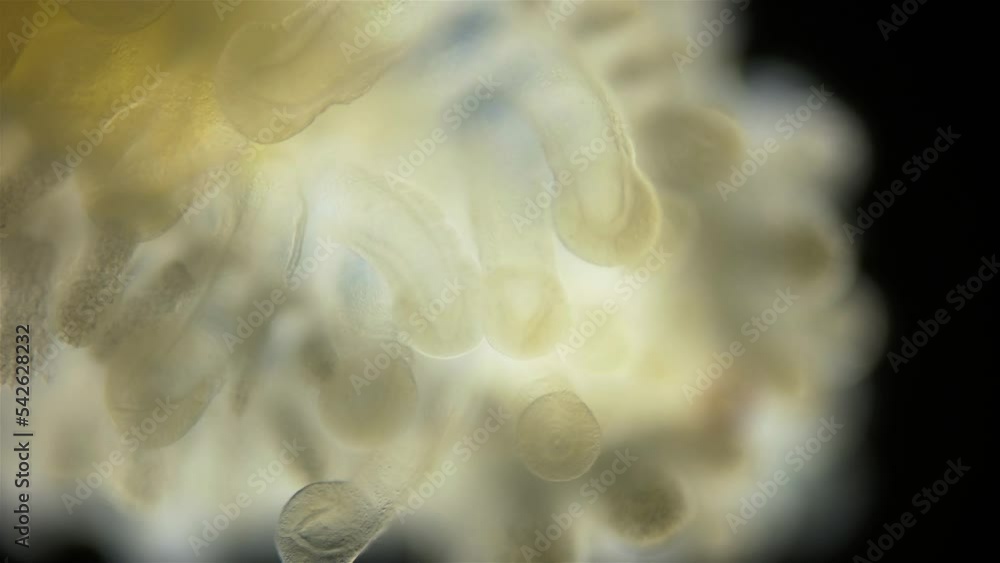 Young starfish Asteroidea under a microscope, type Echinodermata ...