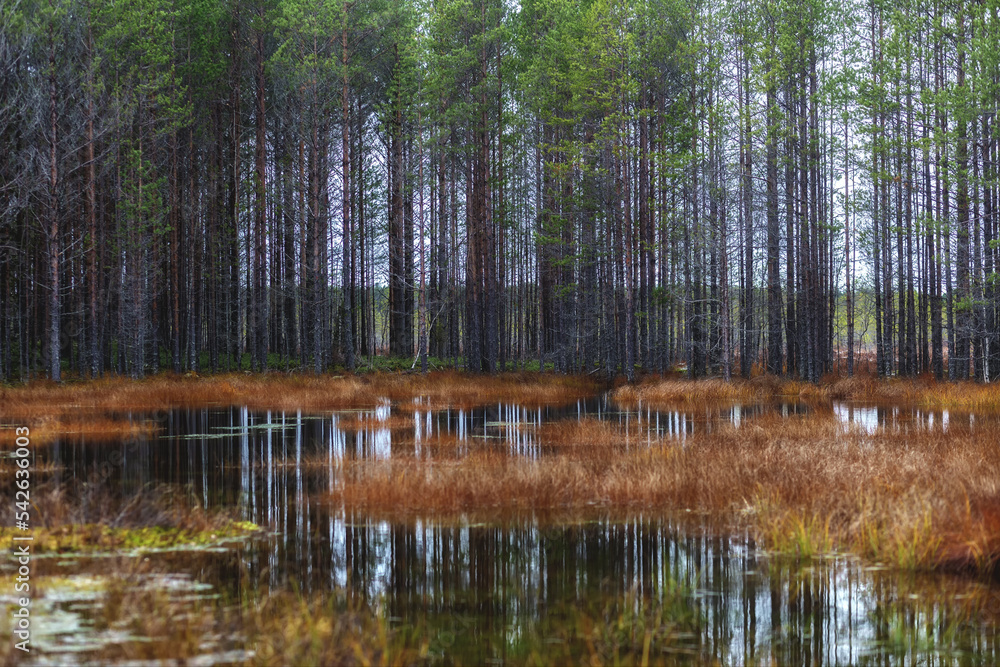 Bog landscape with bog trees, grass and moss. Trees reflections on the ...