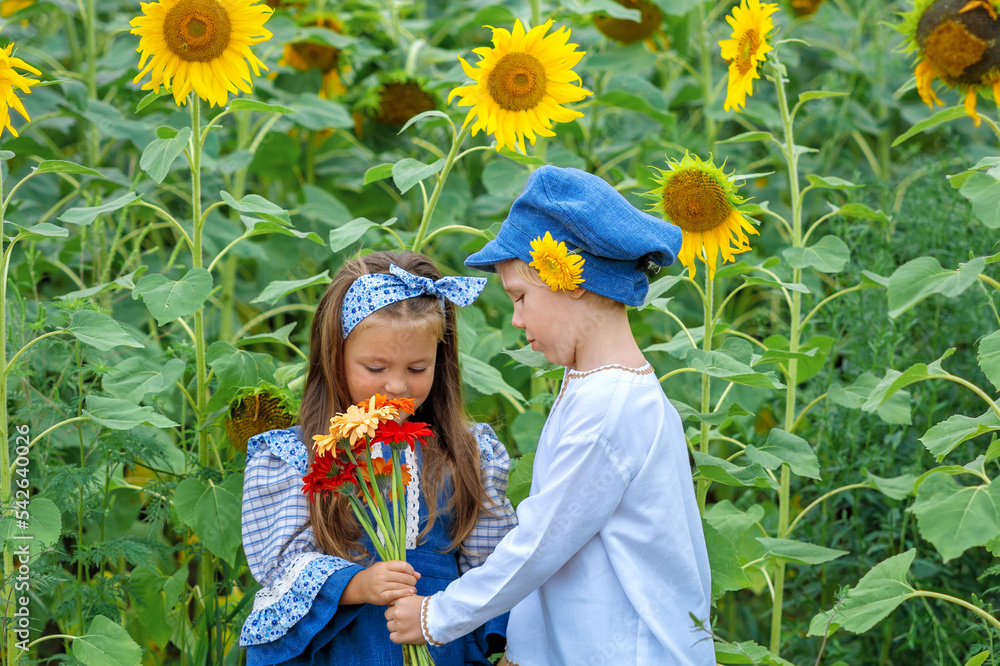 two children in a sunflower field.a boy and a girl collect sunflower ...