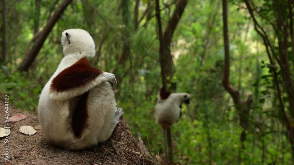 Wideo Stock: Coquerel's sifaka, Propithecus coquereli, cute big lemur ...