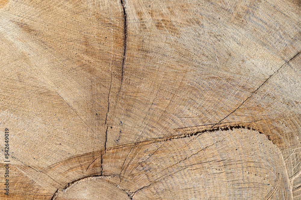 Common oak, European oak, English oak, Quercus robur wood cross section ...