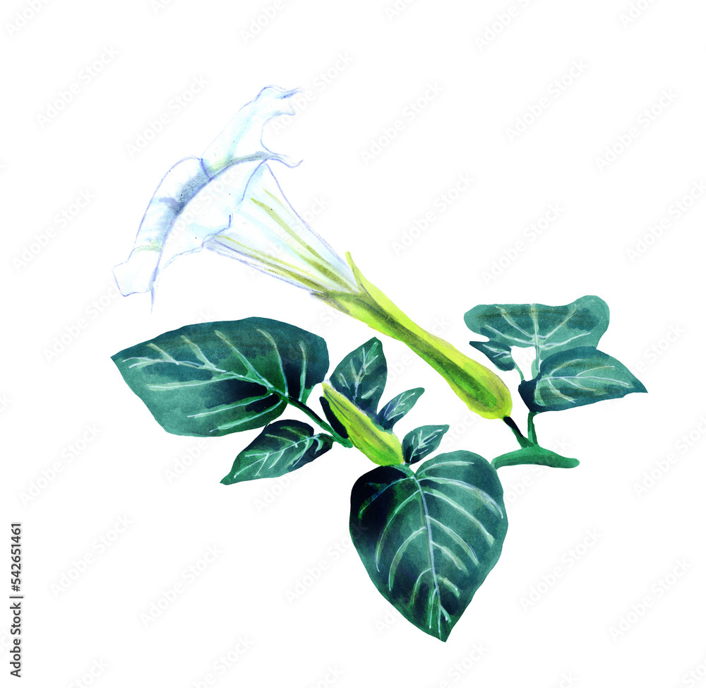 Watercolour Botanical illustration of the flower and leaves of Datura ...