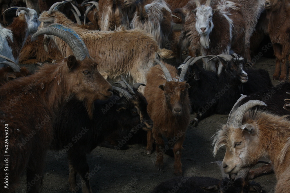 Cashmere goats in the lonely steppe, Tuv province, Mongolia. The ...