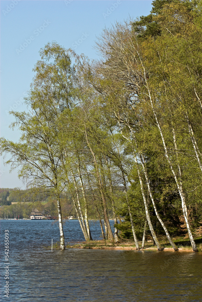 Bouleau verruqueux, Betula pendula, Lac des Séttons, Parc naturel ...