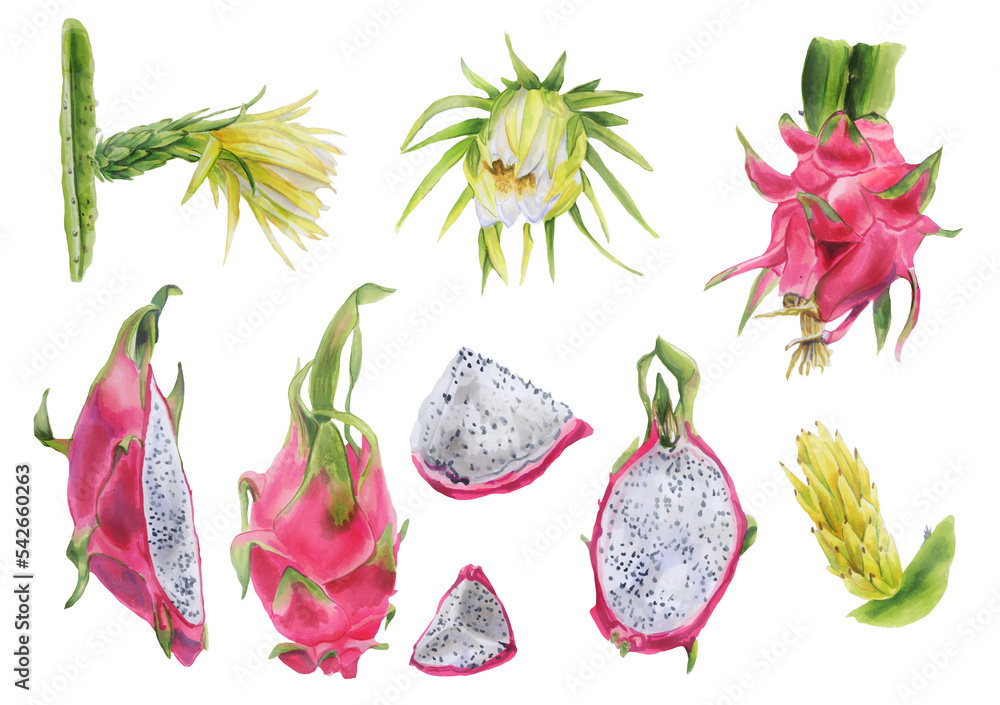 botanical illustration of flowers and fruits Pitaya. Set of Watercolor ...