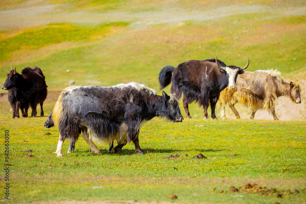 A herd of yaks graze in the mountains. Himalayan big yak in a beautiful ...
