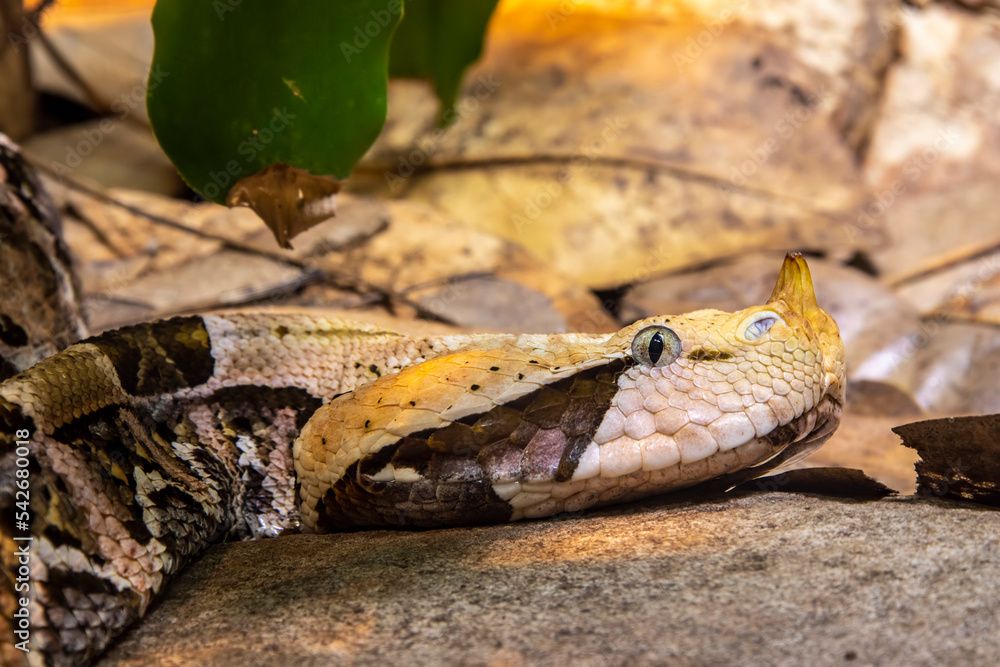 West African Gaboon viper (Bitis rhinoceros) is a viper species endemic ...