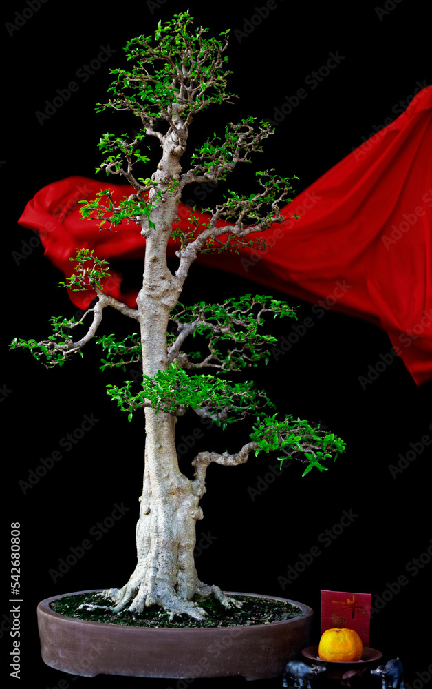 bonsai tree for chinese new year Stock Photo | Adobe Stock