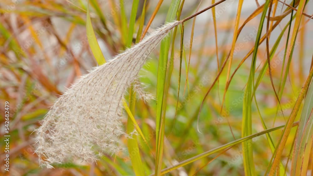 Close Up Of Ornamental Chinese Silver Grass At The Field. Miscanthus ...