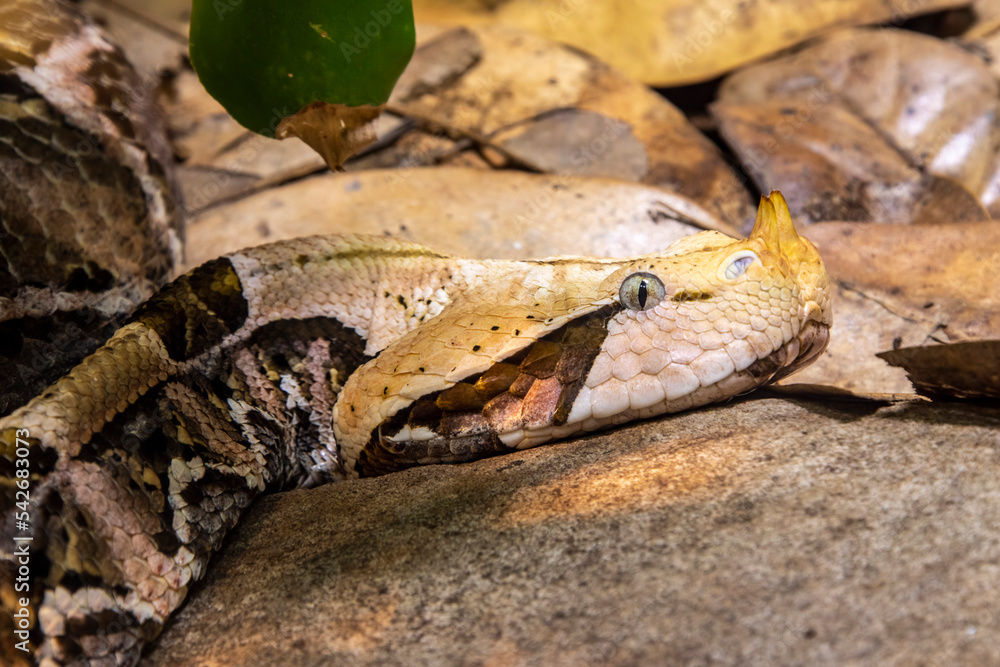West African Gaboon viper (Bitis rhinoceros) is a viper species endemic ...
