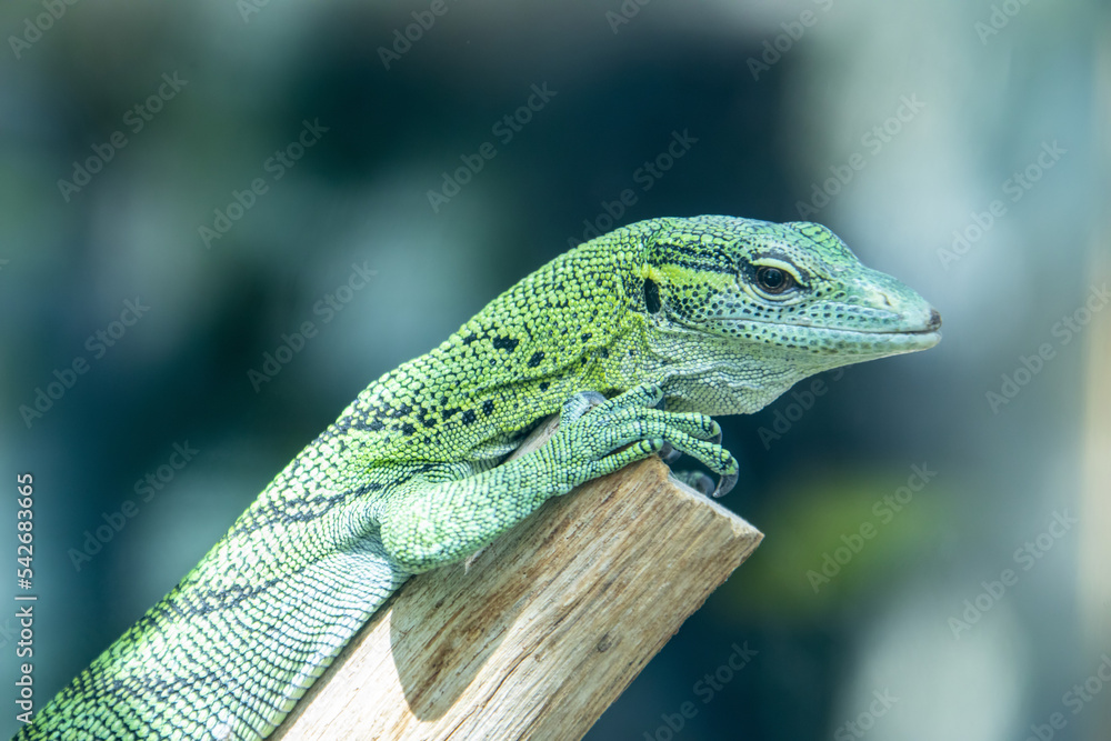 The emerald tree monitor (Varanus prasinus) is a small to medium-sized ...