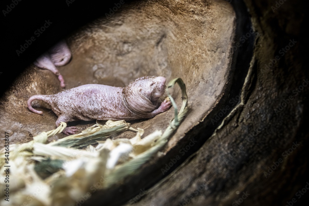 The closeup image of Naked mole-rat (Heterocephalus glaber) . A ...