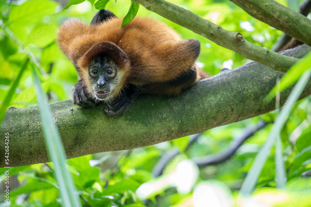 Geoffroy's spider monkey (Ateles geoffroyi) is a species of spider ...