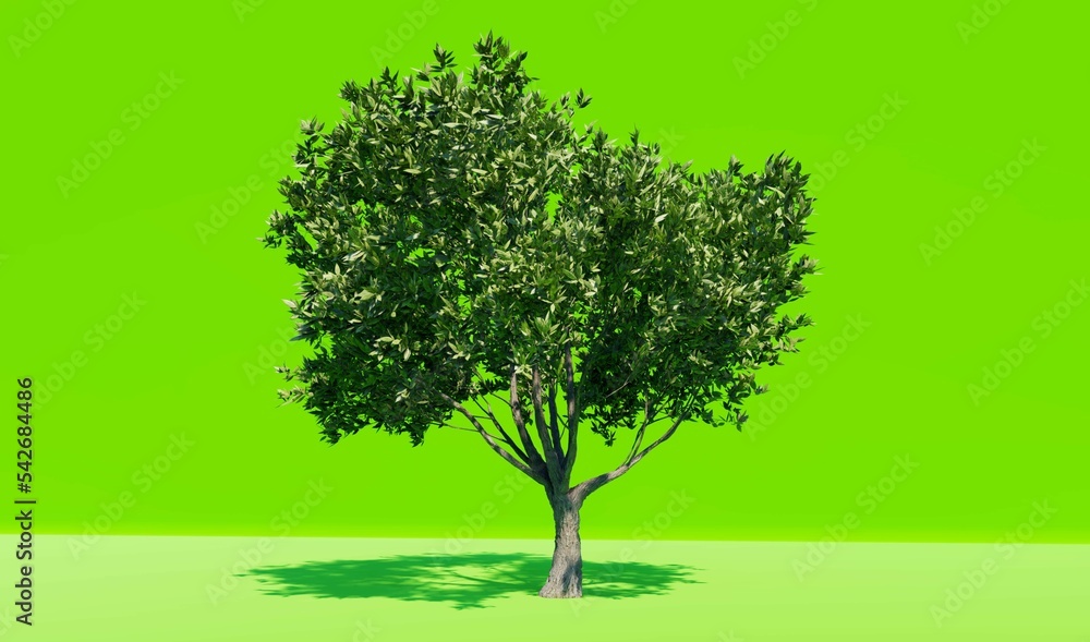 Big tree on green screen Chromakey. 3d rendering. Stock Illustration ...