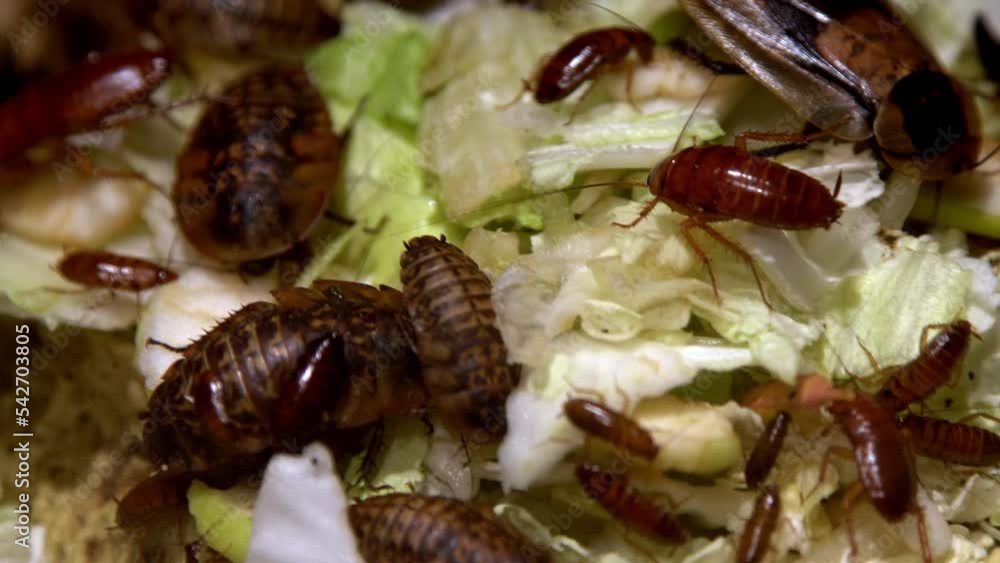 A group of cockroaches of different species big and small eat food ...