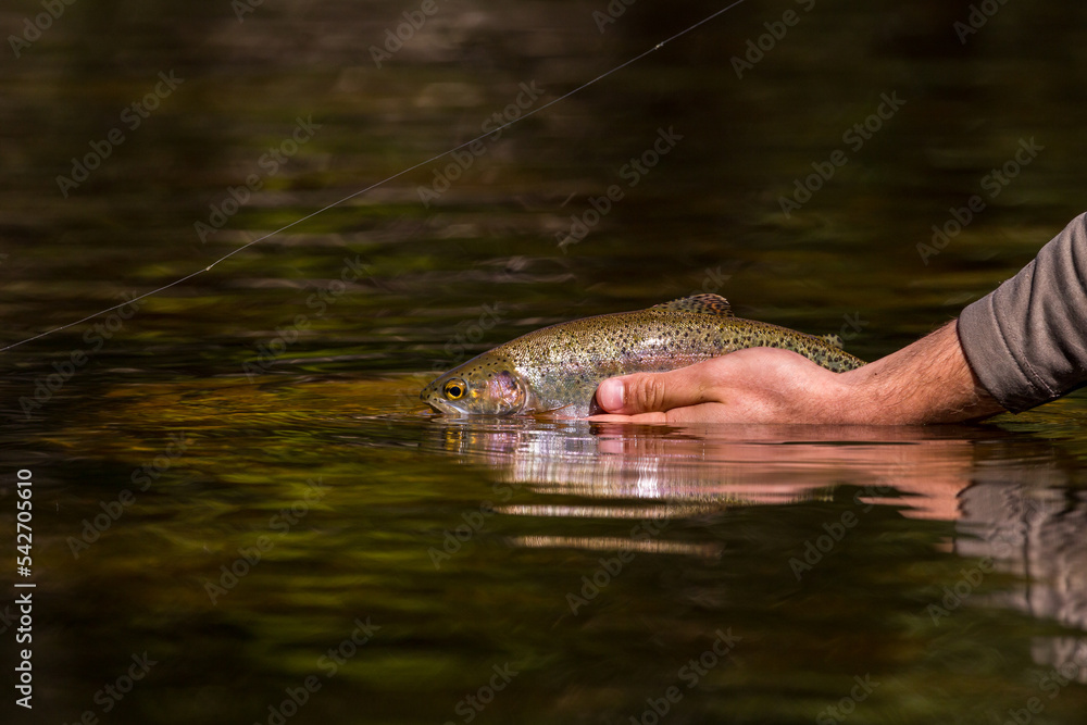 Baby Rainbow Trout