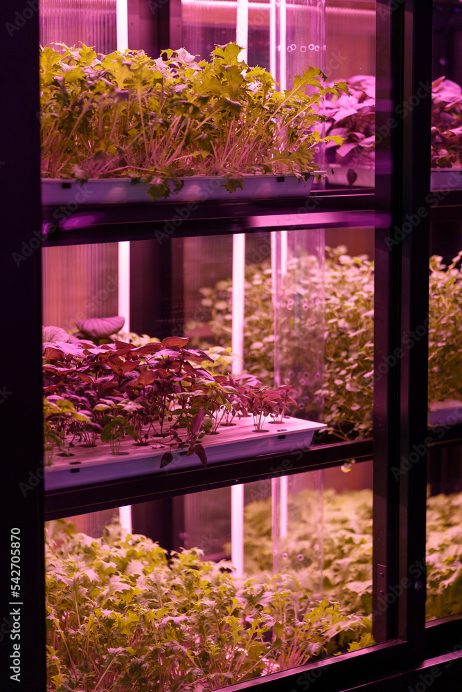 Full spectrum LED grow lights for lettuce and basil. Young Mizuna grow ...