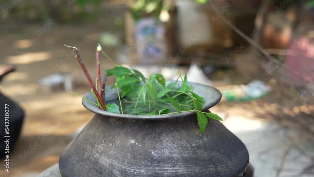 Vídeo do Stock: Green Neem leaves known as Azadirachta indica boiled in ...