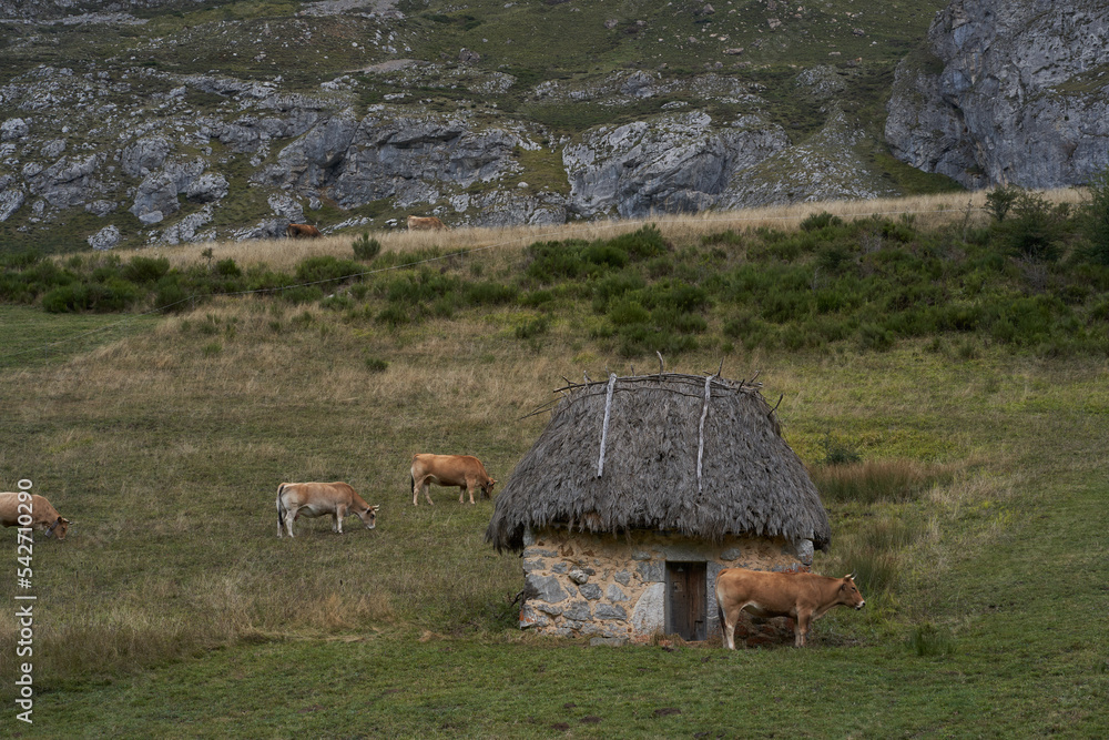 Native cattle of the Valleys "Asturian red race" in freedom in the high ...