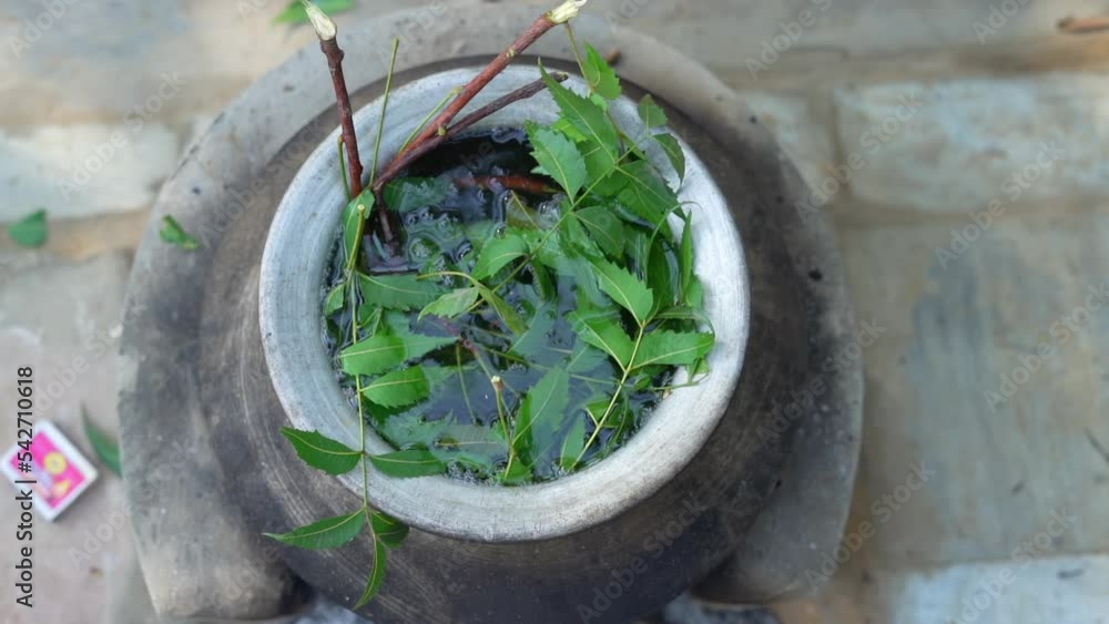 Green Neem leaves known as Azadirachta indica boiled in water on chulha ...