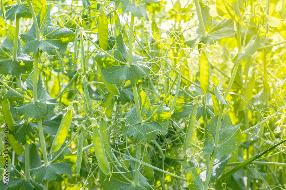 Pea plants with young sweet pods. Summer vegetable background with ...