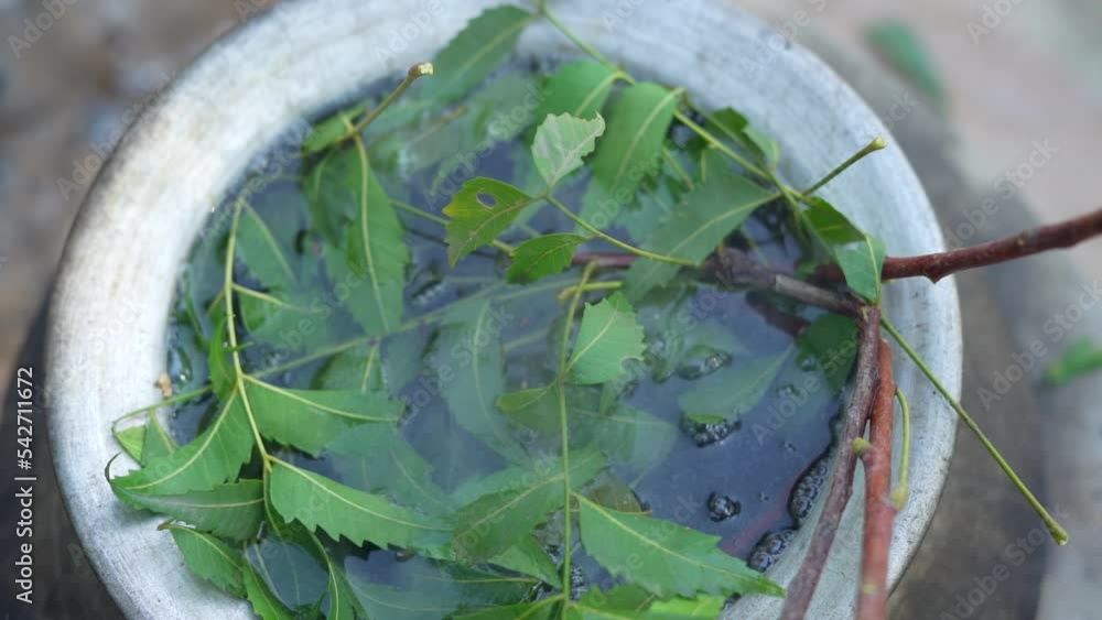 Green Neem leaves known as Azadirachta indica boiled in water on chulha ...