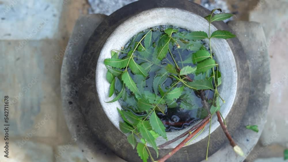 Green Neem leaves known as Azadirachta indica boiled in water on chulha ...