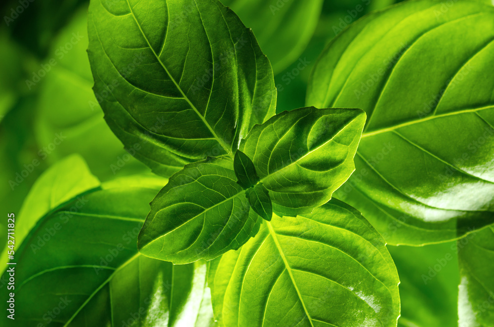 Light shines through basil leaves. Also known as sweet, great or ...