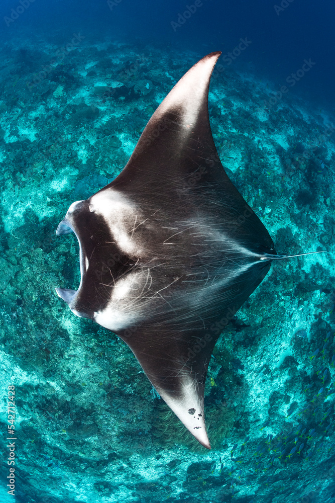 Fotografia do Stock: Portrait of a large female Reef manta ray (Mobula ...