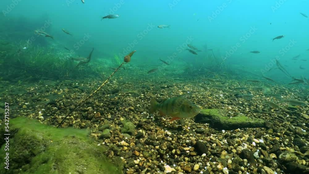 Underwater footage of swimming European perch (Perca fluviatilis ...