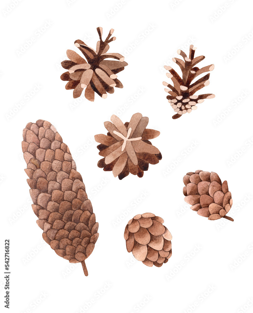 Watercolor hand drawn illustration set of fir and pine cone. Isolated on transparent background ...
