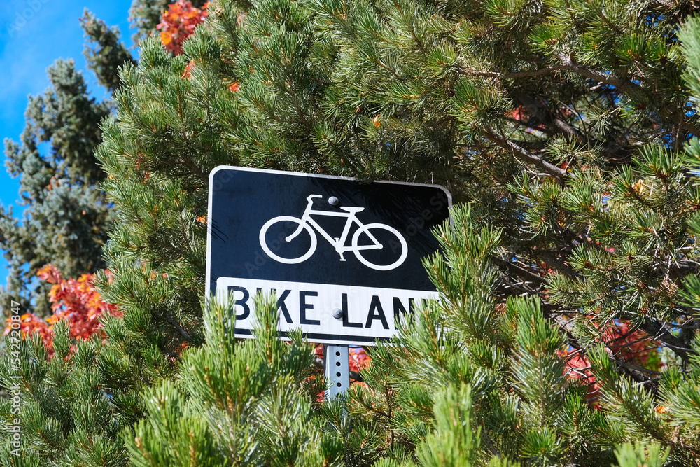 Bike lane traffic sign partially hidden in evergreen tree crown foliage ...