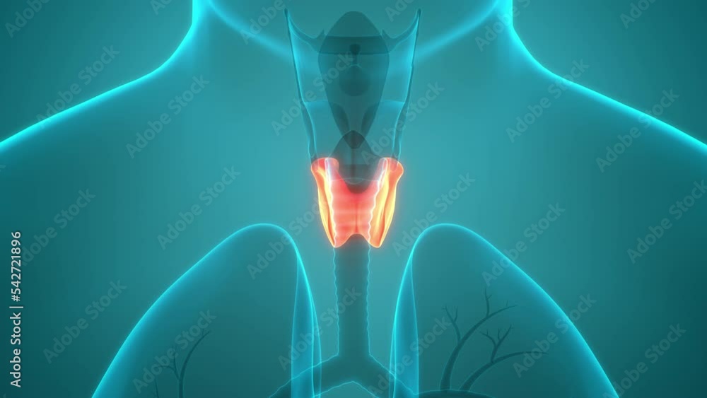 Human Body Glands Thyroid Gland Anatomy Animation Concept Stock ビデオ ...