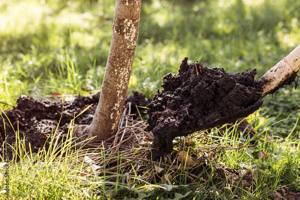 Adding Organic Humus Manure Or Dung Under Young Tree With Shovel Or
