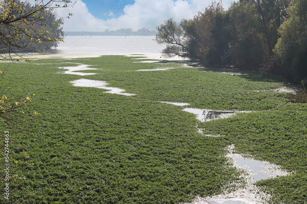 water chestnut plant trigol lake of Mantua- Stock Photo | Adobe Stock