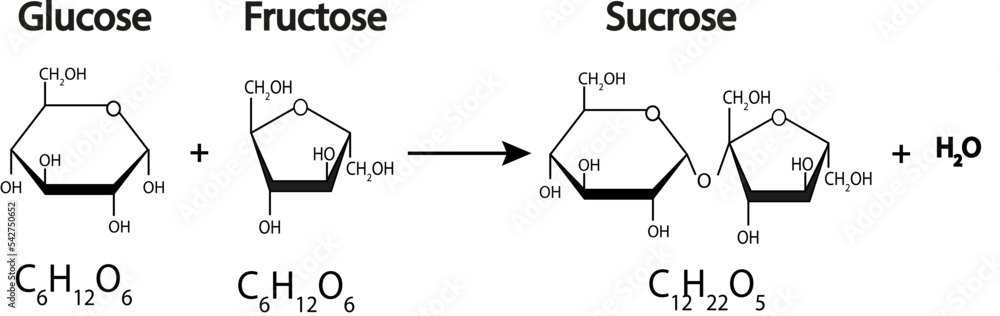 Sucrose Formation Formation Of A Glycosidic Bond From Two Molecules Glucose And Fructose