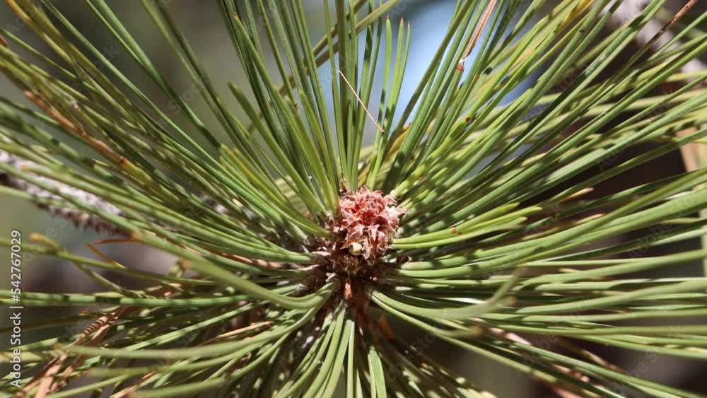 Red-brown partially open nonresinous ovoid buds with notably white ...