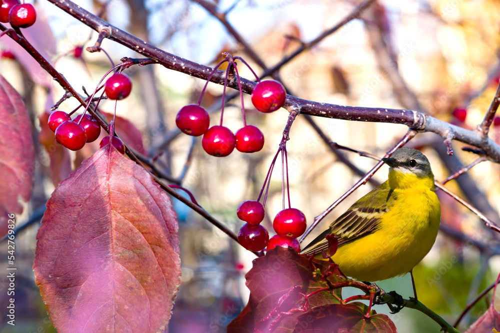 Beringian yellow wagtail (Motacilla tschutschensis plexa). A bird is ...