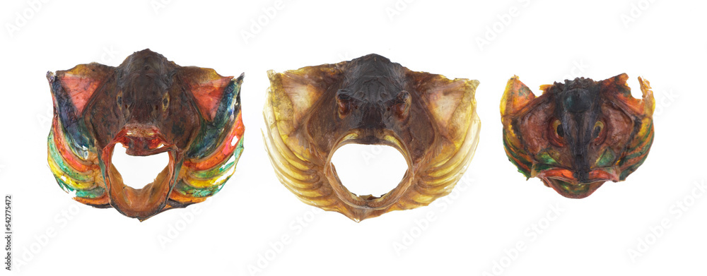dried fish head isolated on white background Stock Photo | Adobe Stock