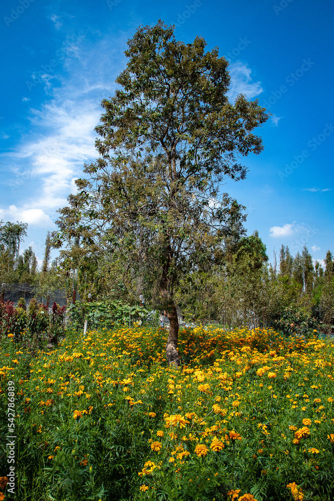Campo de cempasuchil con árbol de tepozan Stock Photo | Adobe Stock