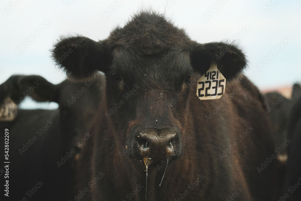 Young black angus beef cattle with snot in nose closeup on beef ranch ...