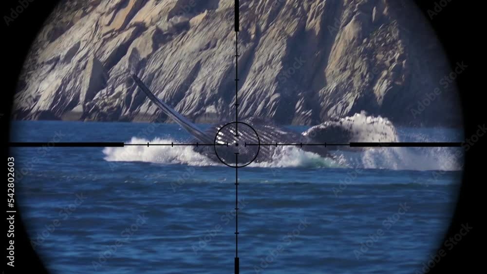 Humpback Whale in Gun Rifle Scope. Wildlife Hunting. Poaching ...
