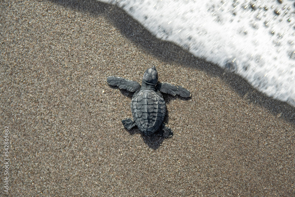 Newborn olive ridley sea turtle (Lepidochelys olivacea), also known ...