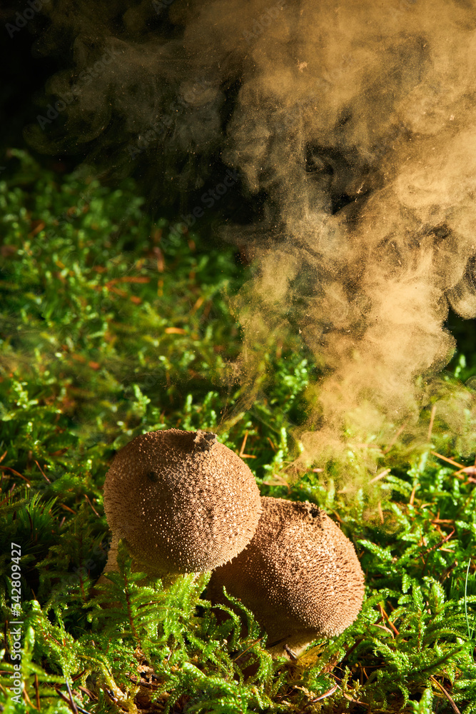 Lycoperdon perlatum, popularly known as the common puffball, warted ...