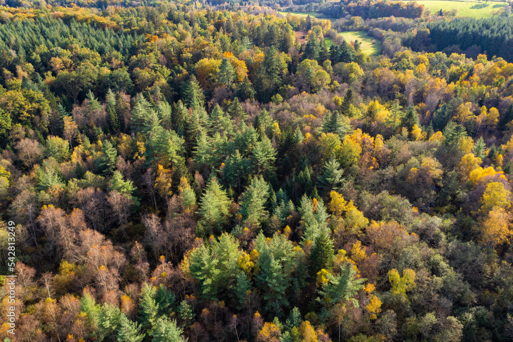 Foto de une forêt de feuillus et sapin dans le Morvan en Bourgogne do ...